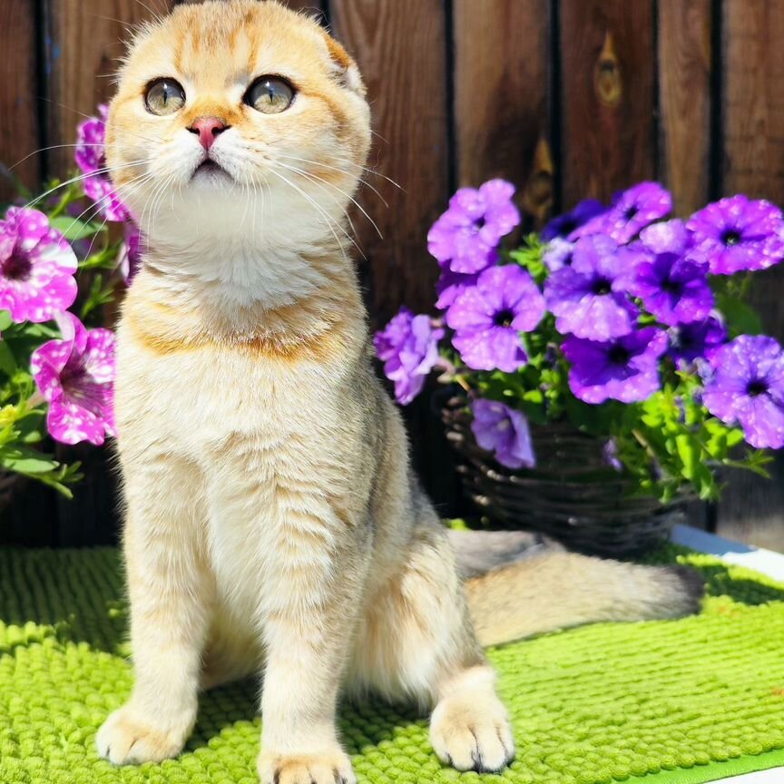 Шотландская вислоухая кошечка