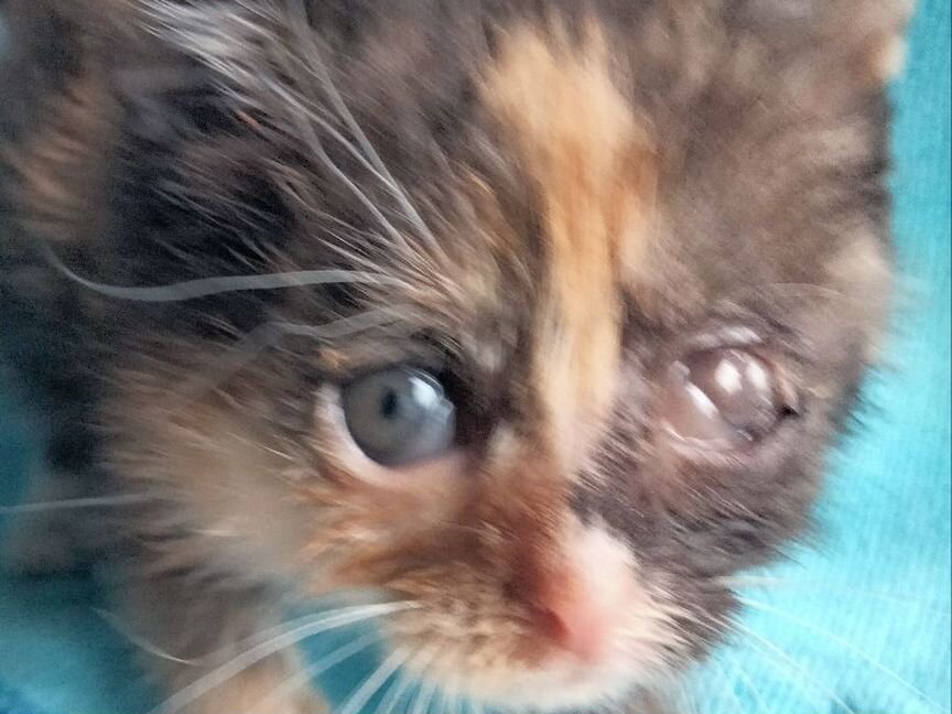 Трёхцветная одноглазка