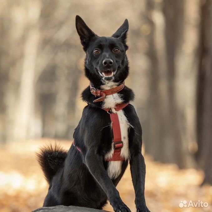 Ищет дом ботаник-акробат Алмаз
