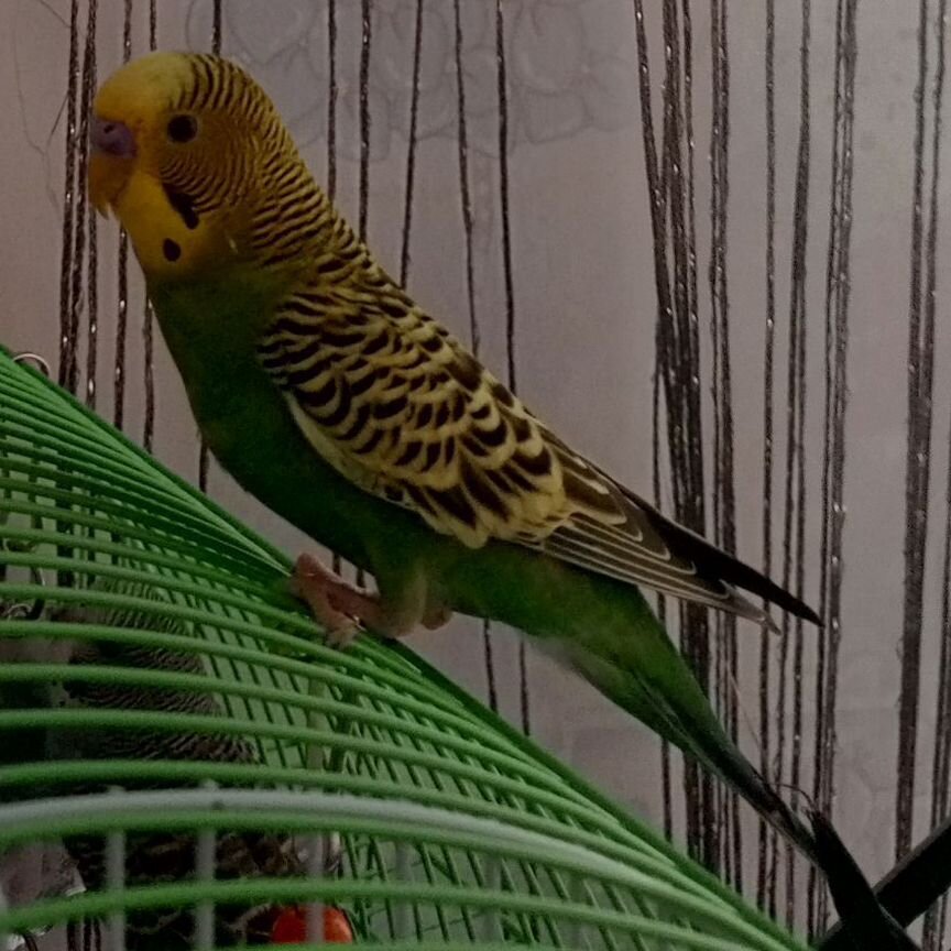 Птенцы волнистый попугай