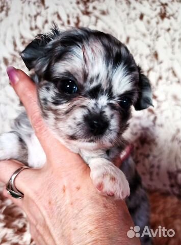 Собаки щенки