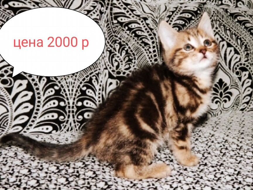 Шикарный мраморный котик