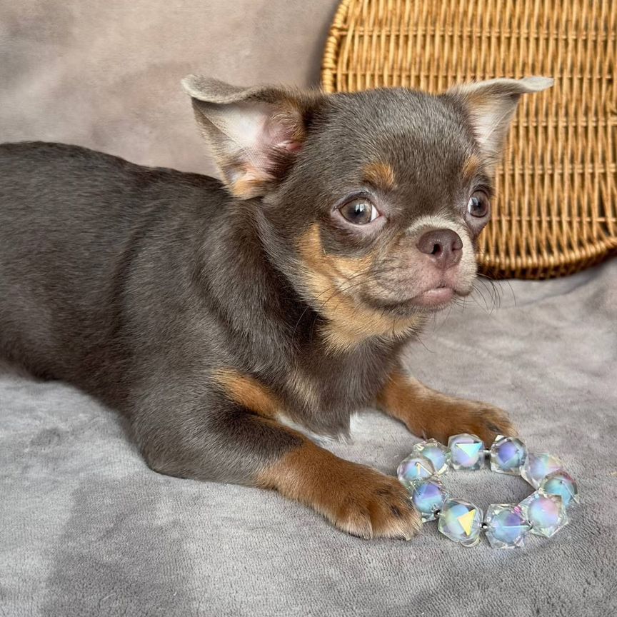 Чихуахуа, щенок