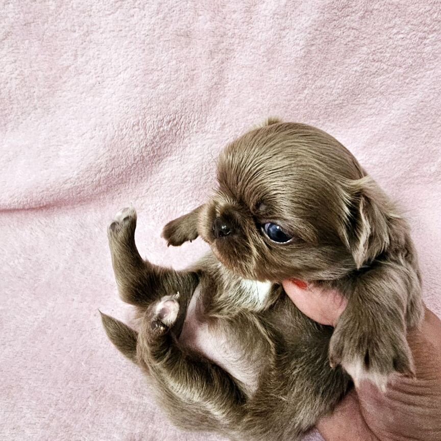 Щенки чихуахуа