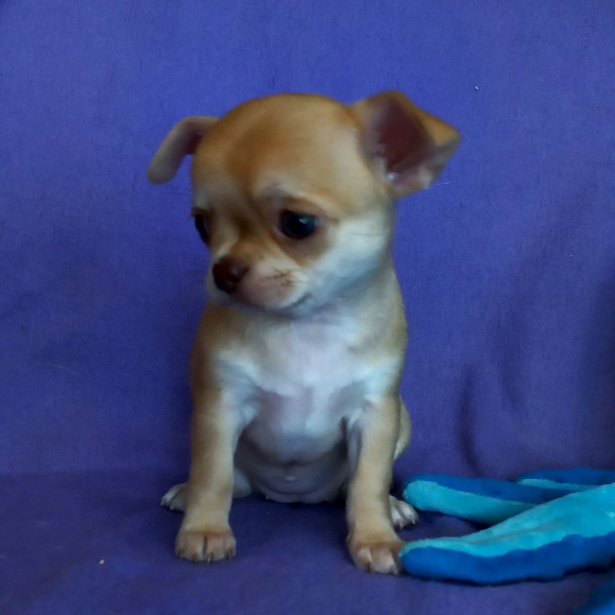 Чихуахуа рыжая красотка