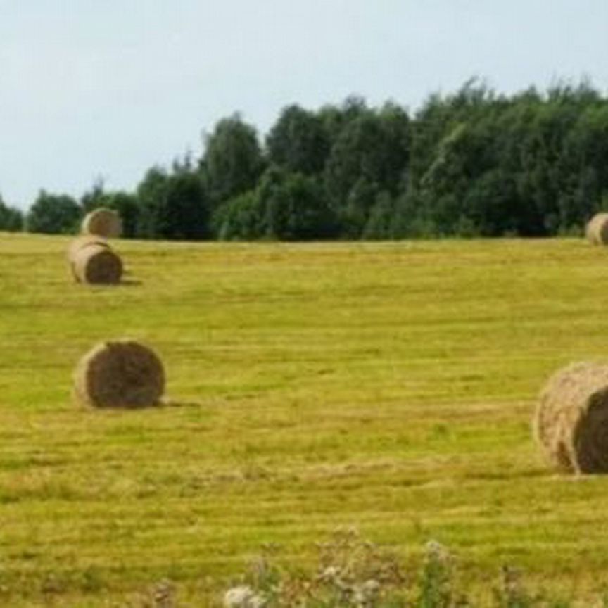 Сено в тюках