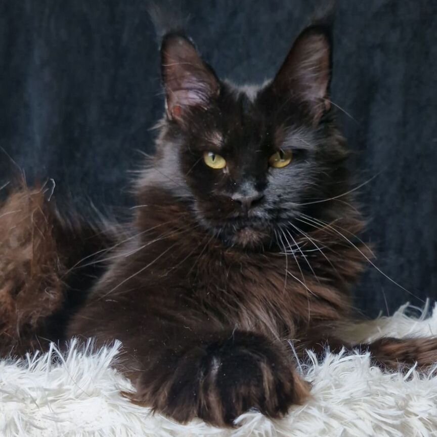 Мейн-кун котёнок