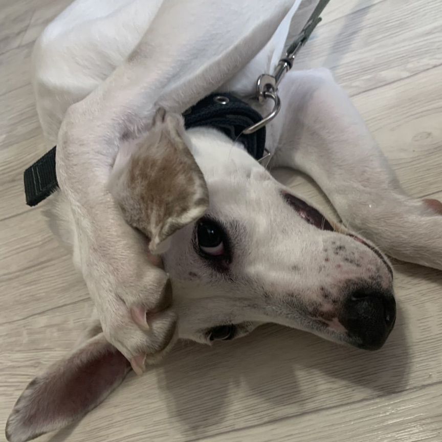 Американский стаффордширский терьер, щенок