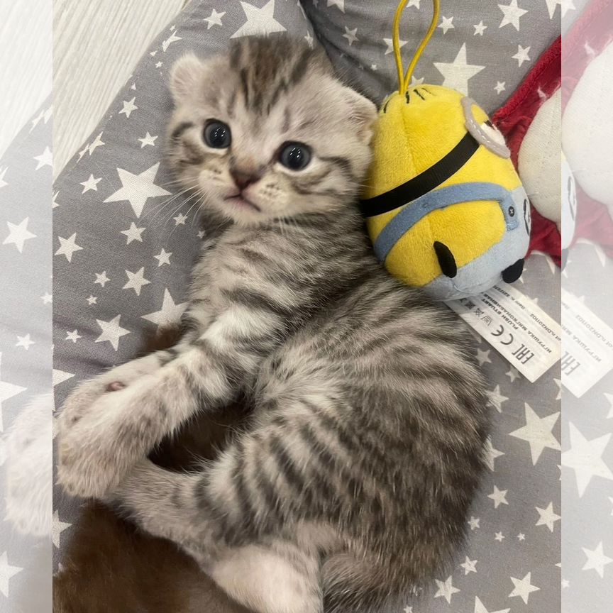 Шотландский вислоухий длинношёрстный котёнок