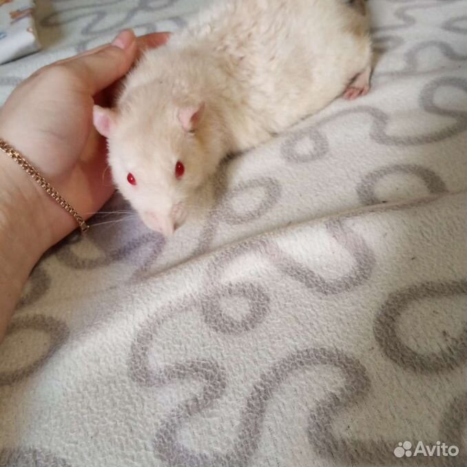 Декоративная крыса с клеткой бронь