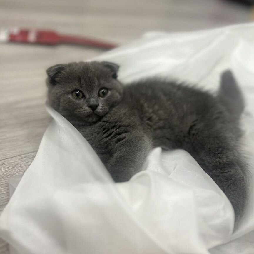 Шотландская вислоухая кошка