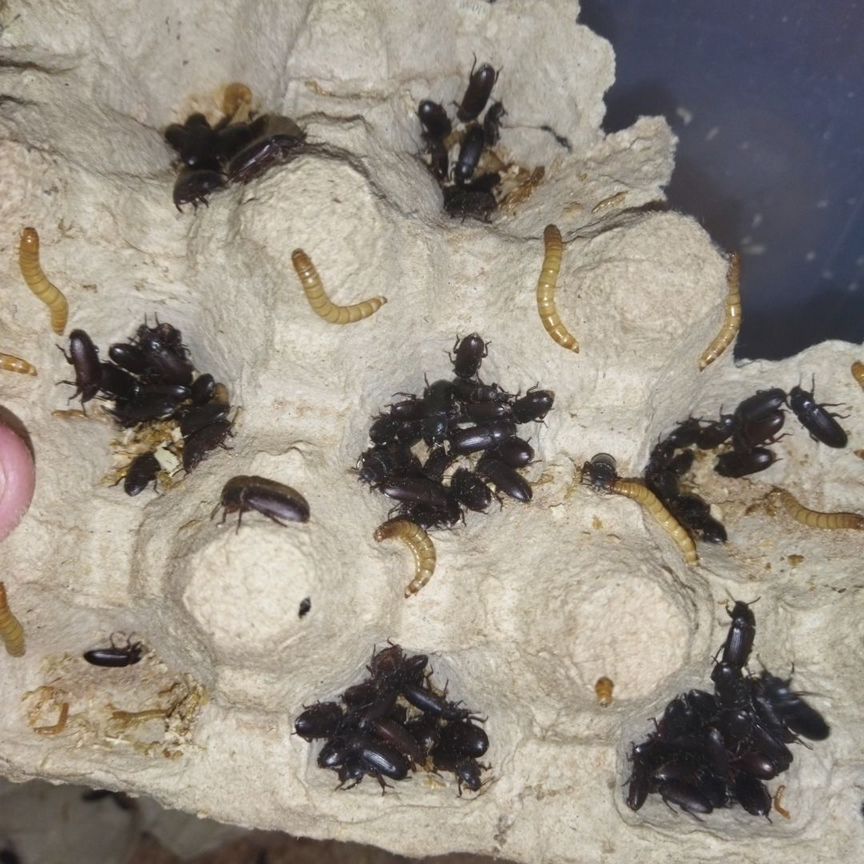 Мучные черви, мраморные тараканы