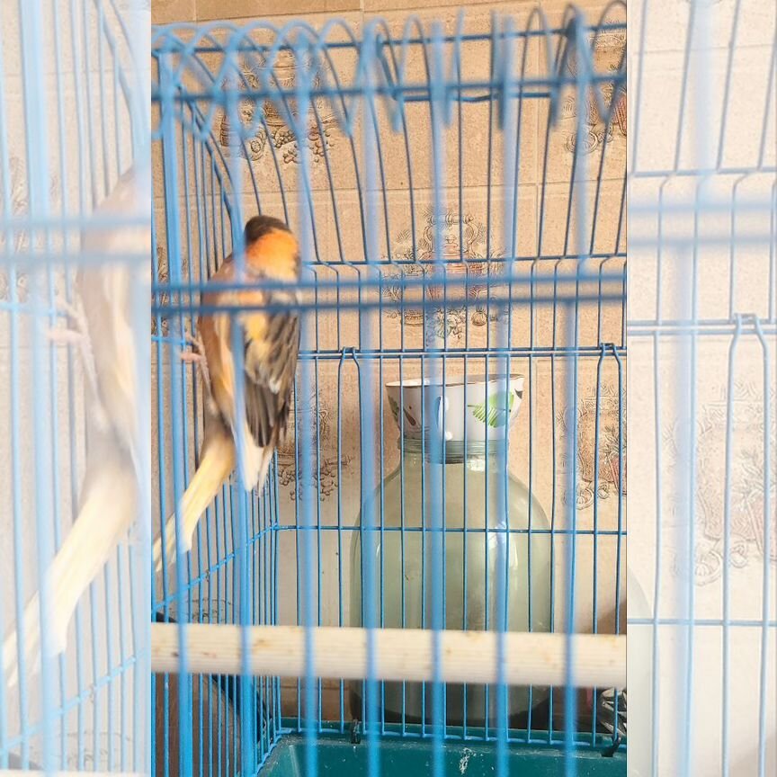 Канарейка кенар