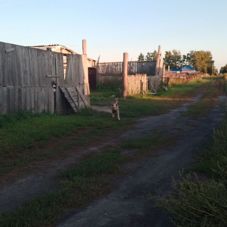 Отдам щенка в добрые руки