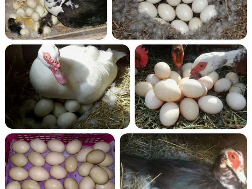 Яйца индоутки на инкубацию