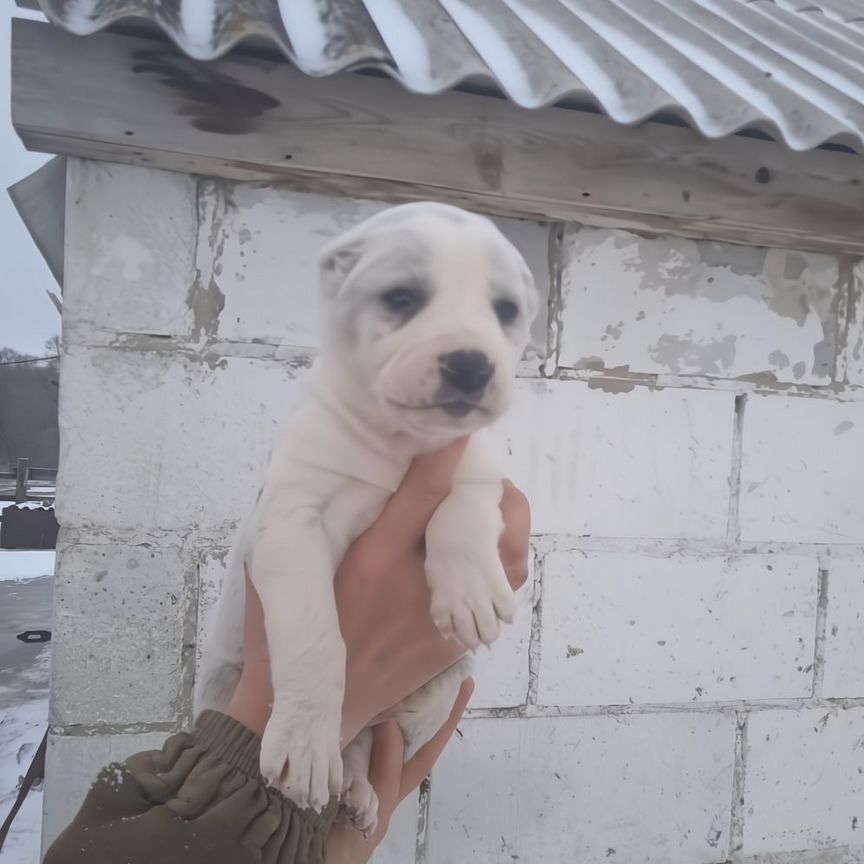 Среднеазиатская овчарка, щенок