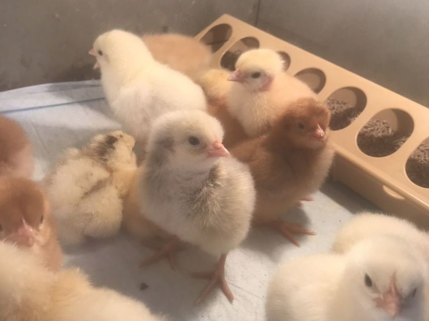 Цыплята цветного бройлера