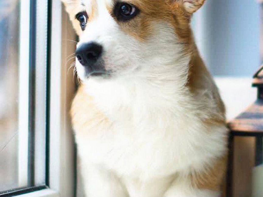 Вельш корги Пемброк