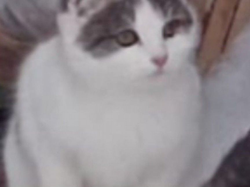 Кошка