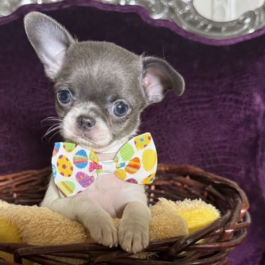 Чихуахуа, щенок