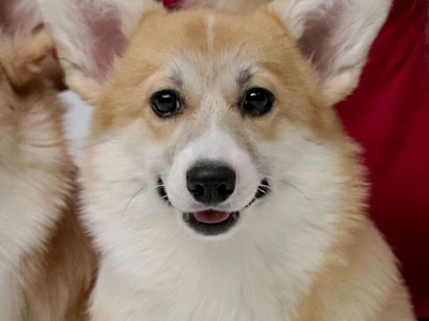 Щенки корги пемброк