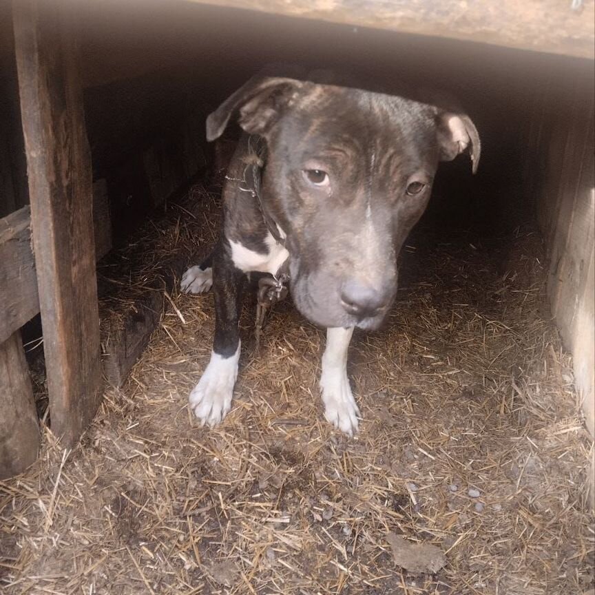 Крик о помощи