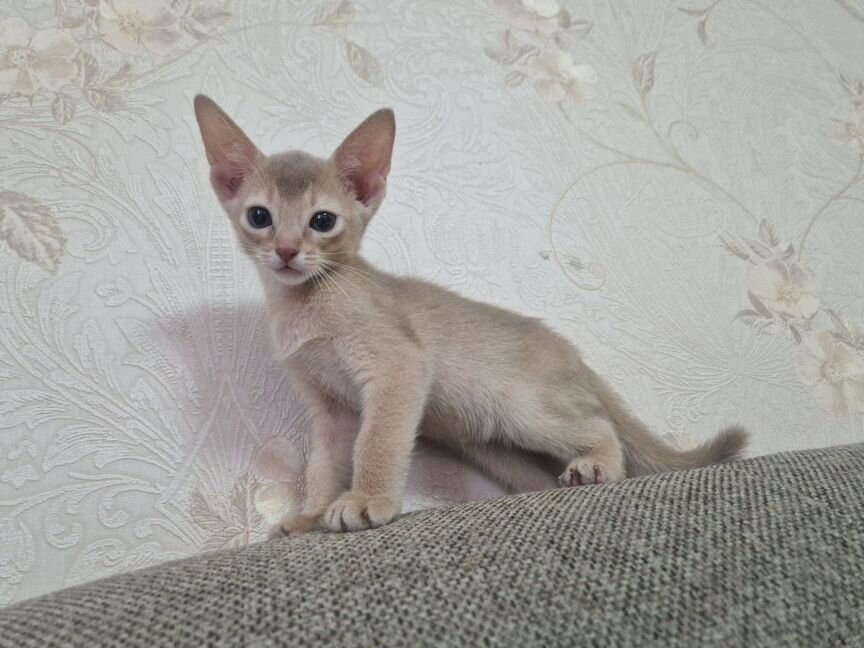 Абиссинские котята