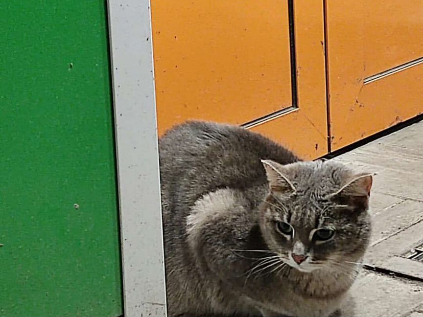 Кошка потеряшка ищет дом