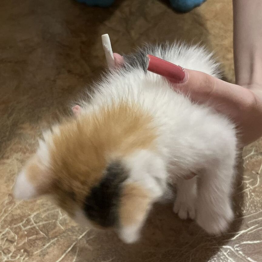 Котенок девочка в добрые руки