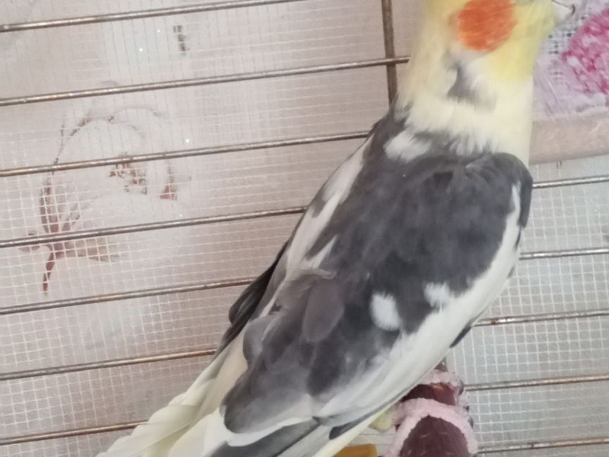 Попугай корелла мальчик