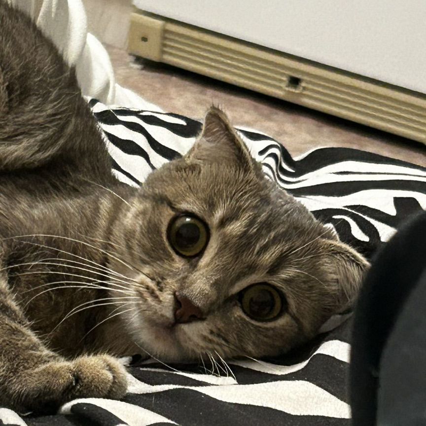 Шотландская вислоухая короткошёрстная, взрослая кошка