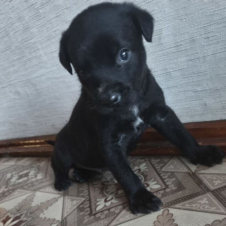 Щенок в добрые руки