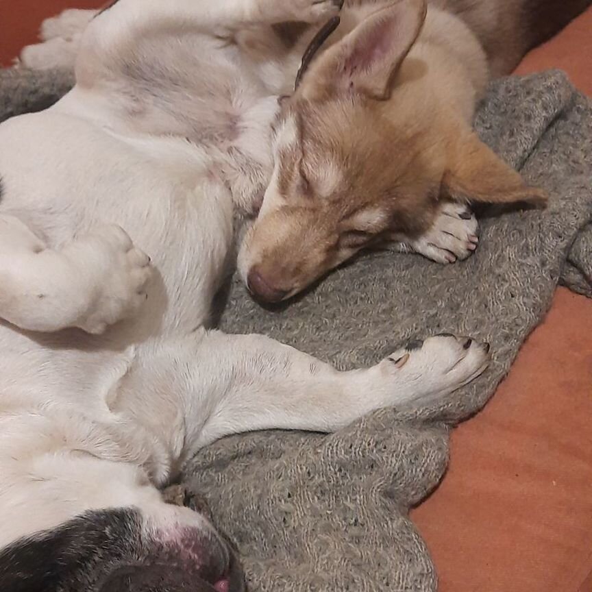 Лайка хаски