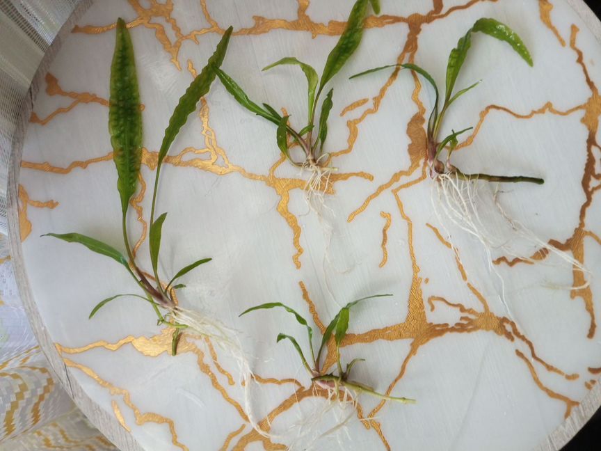 Криптокарина апоногетонолистная