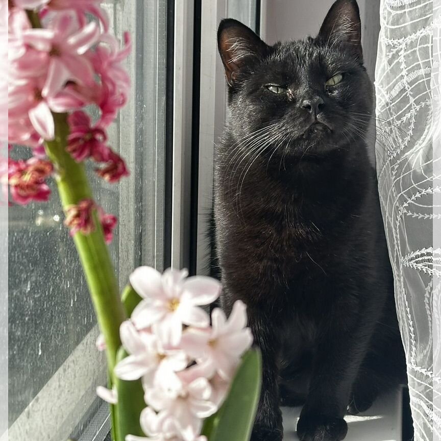 Взрослая, кошка в добрые руки