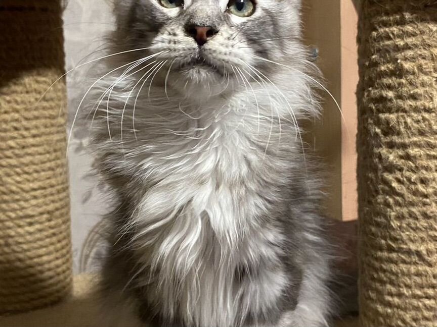 Шикарный котейка-кун