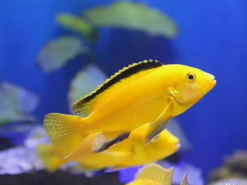 Аквариумные рыбки