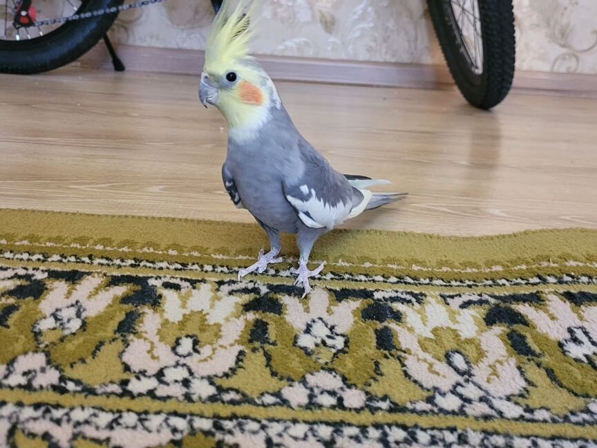 Попугай корелла