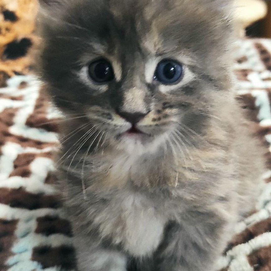 Котята мейкун