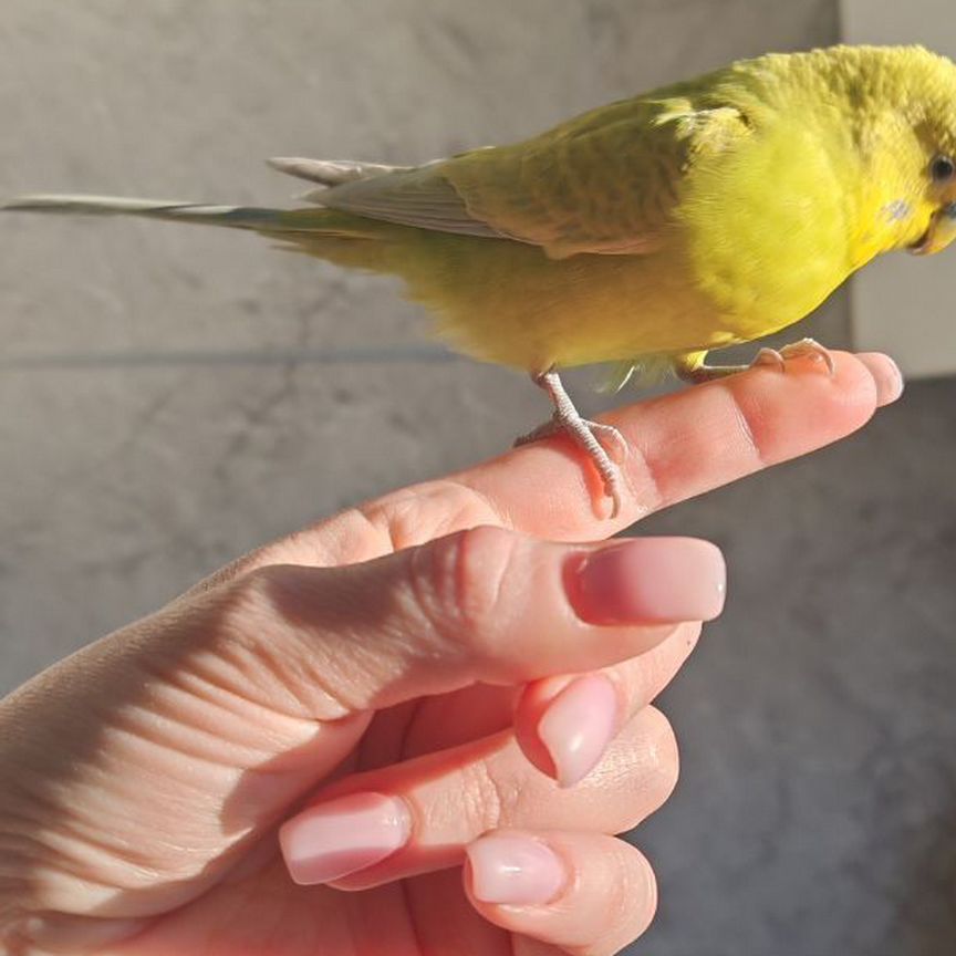 Волнистый попугай ручной