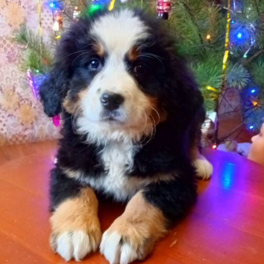 Бернский зенненхунд, щенок