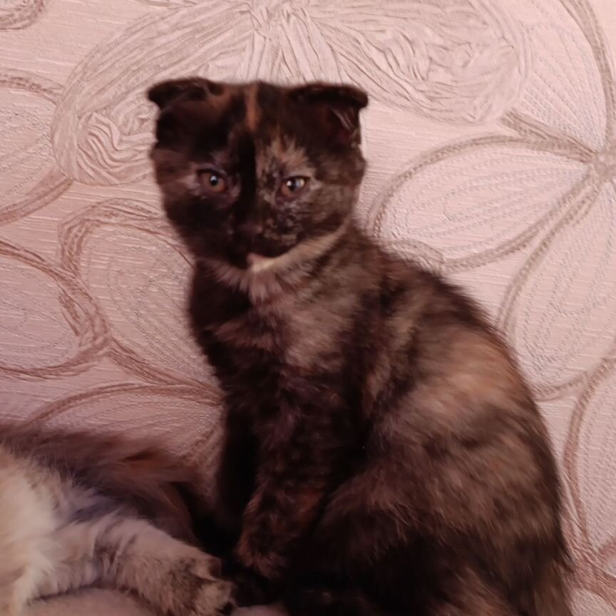 Осталась одна красивая девочка