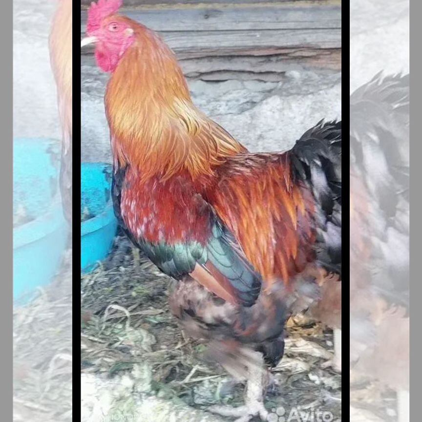 Петухи молодые