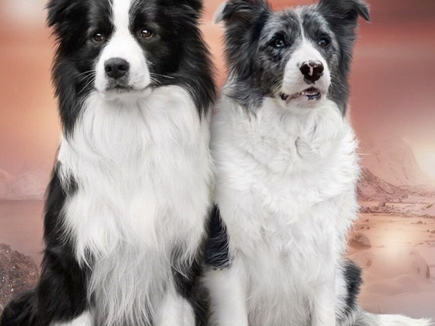 Бордер колли