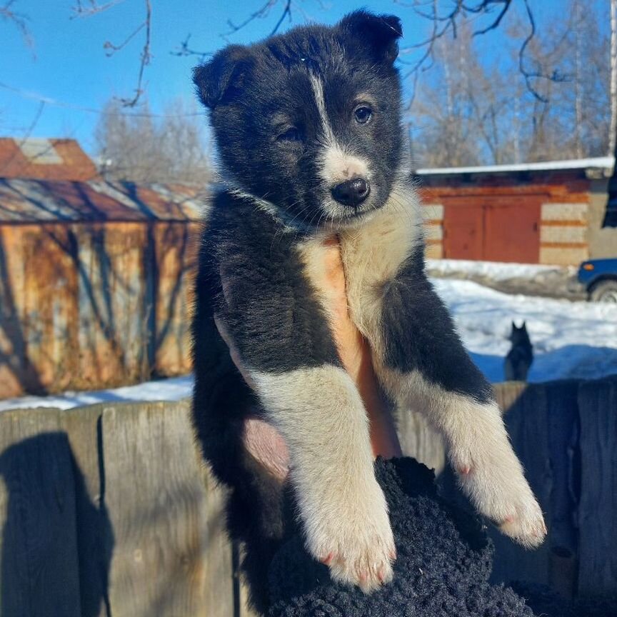 Щенки бездомные бесплатно
