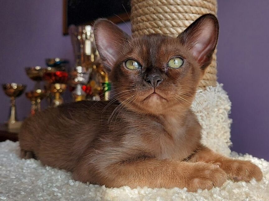 Бурманская