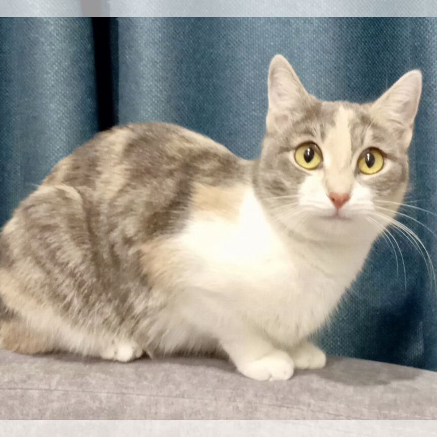 Взрослая кошка от частного владельца