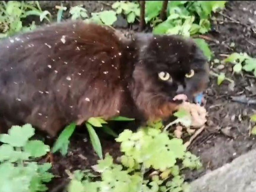 Котик в добрые руки