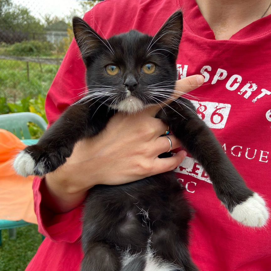 Котенок в добрые руки