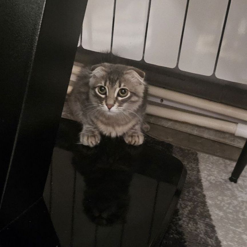 Вислоухий котенок серый